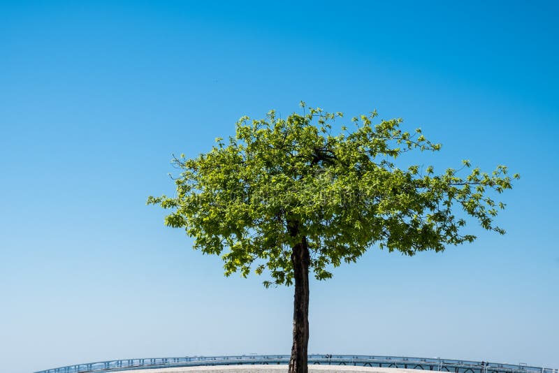 Lone Green Tree Over Blue Sky Background Stock Image - Image of nature ...