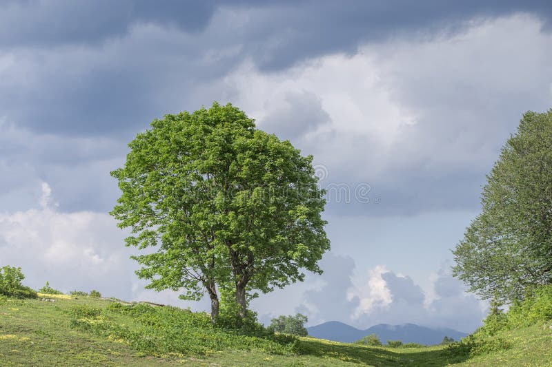 Lone Green Tree on a Scenic Hillside Under a Dramatic Cloudy Sky with ...
