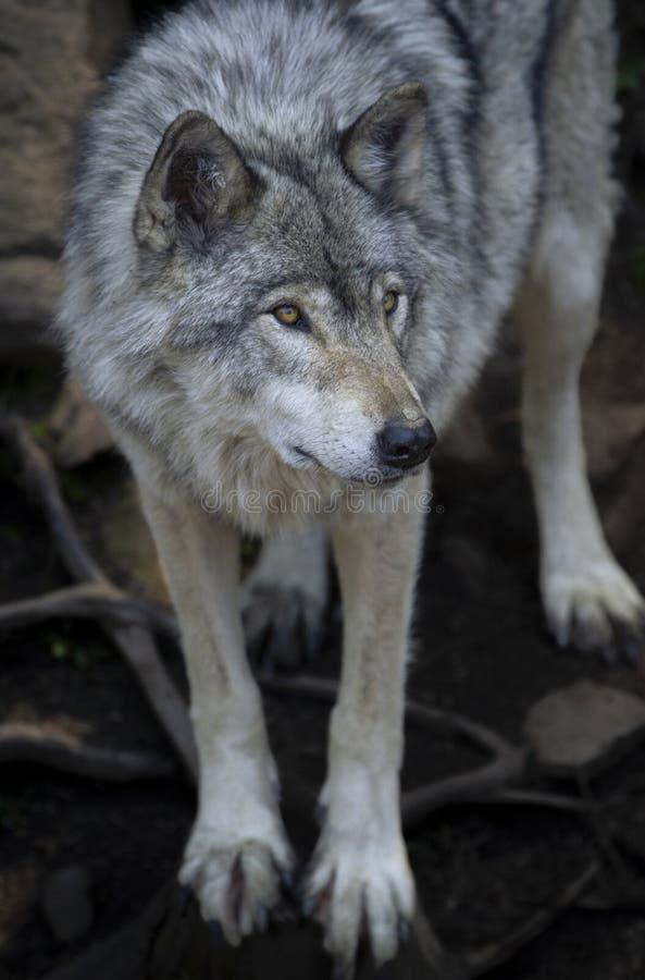 Lone, Grey Wolf with Dramatic Eyes Searches for Prey in the Forests of ...