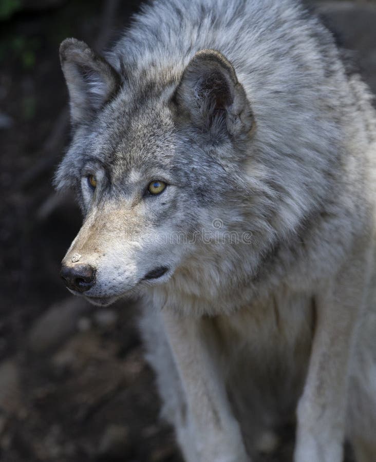 Lone, Grey Wolf with Dramatic Eyes Searches for Prey in the Forests of ...