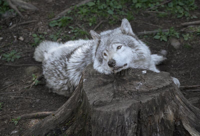 Lone Grey Wolf Standing by Tree Stock Photo - Image of grey, predator ...