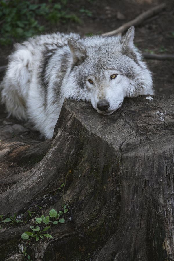 Lone Grey Wolf Standing by Tree Stock Photo - Image of grey, predator ...