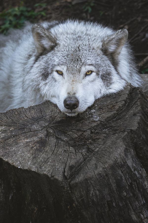Lone Grey Wolf Standing by Tree Stock Photo - Image of grey, predator ...