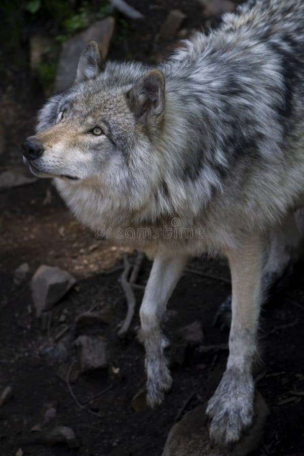 Lone Grey Wolf Standing by Tree Stock Photo - Image of grey, predator ...