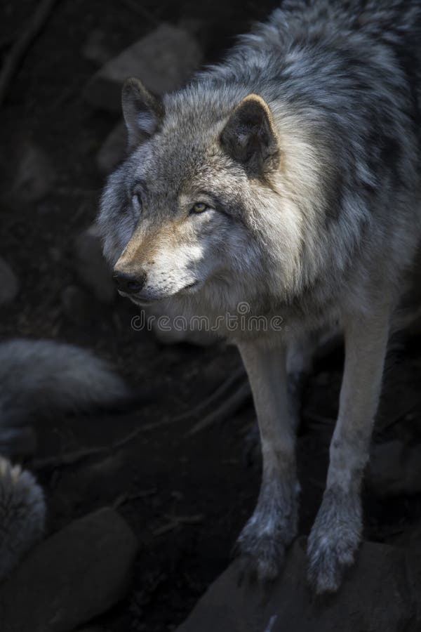 Lone Grey Wolf Standing by Tree Stock Photo - Image of grey, predator ...