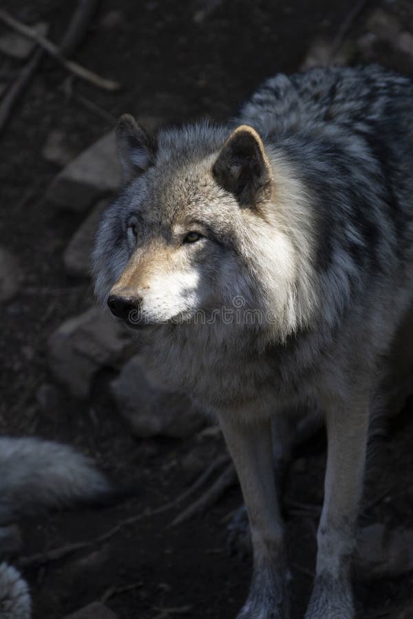 Lone Grey Wolf Standing by Tree Stock Photo - Image of grey, predator ...