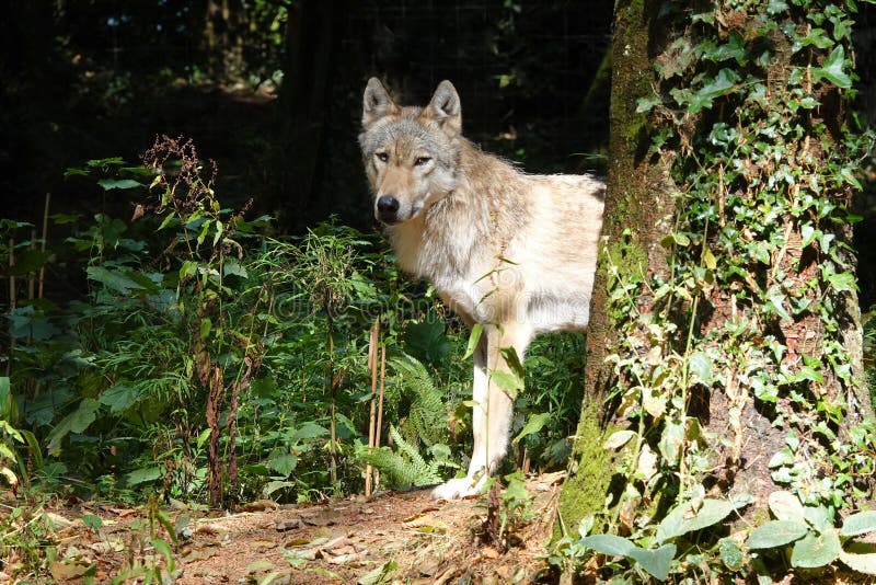 Lone Grey Wolf Standing by Tree Stock Photo - Image of grey, predator ...
