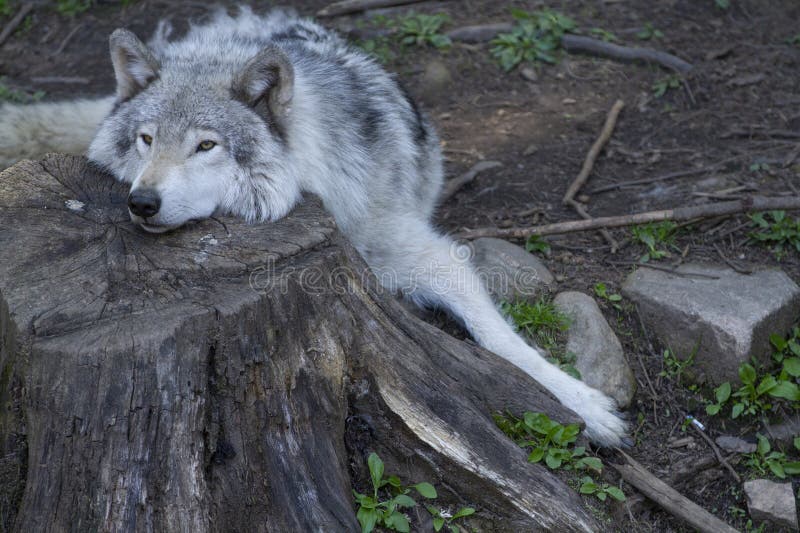 Lone Grey Wolf Takes a Rest, Laying on a Stump in the Forest Stock ...