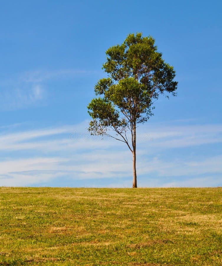 Lone Gum Tree stock image. Image of grass, high, green - 12155325