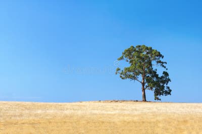 Lone Gum Tree stock image. Image of solitary, paddock - 4338683