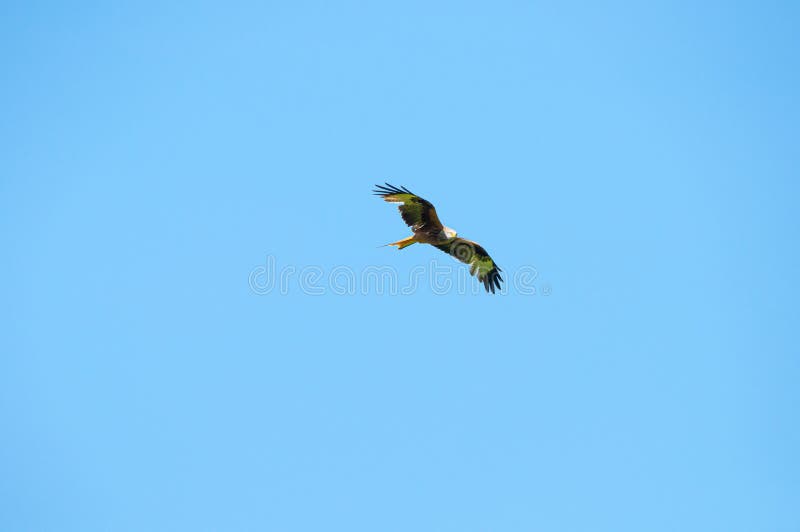 Lone Hawk Soaring in the Clear Bright Blue Sky with Its Wings Glowing ...