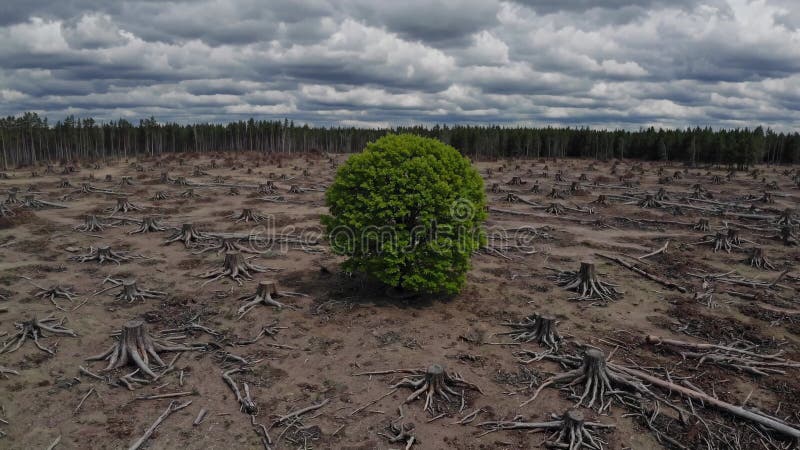 Single Green Tree Surviving in Deforested Landscape Shows Environmental Preservation Hope Stock ...