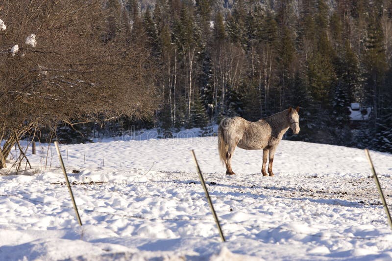 Lone horse near barn. stock photo. Image of outdoors - 12614704
