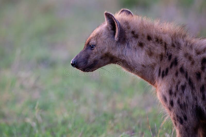 Lone Hyena Portrait Walking Along Grass Looking for Prey Stock Photo ...
