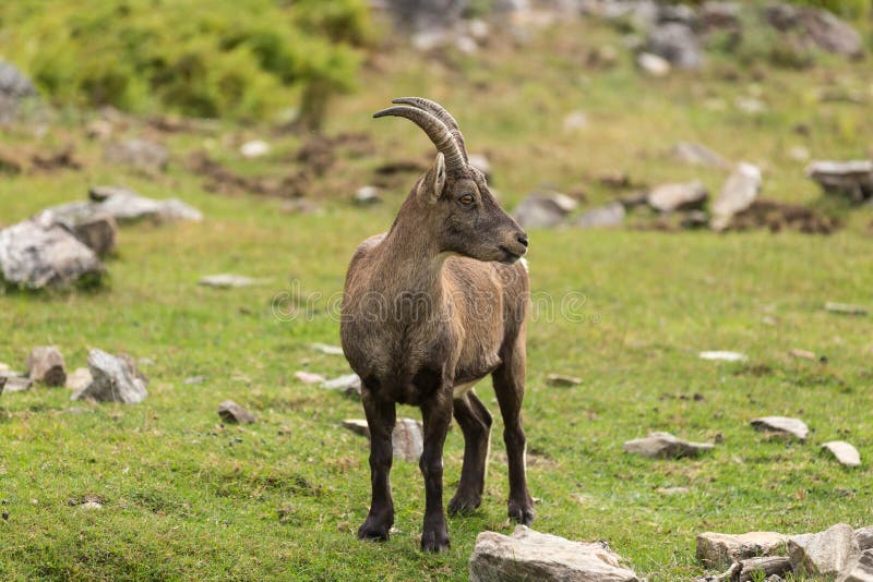 A Lone Ibex on a Cliff in Fall Stock Photo - Image of alpine, male ...