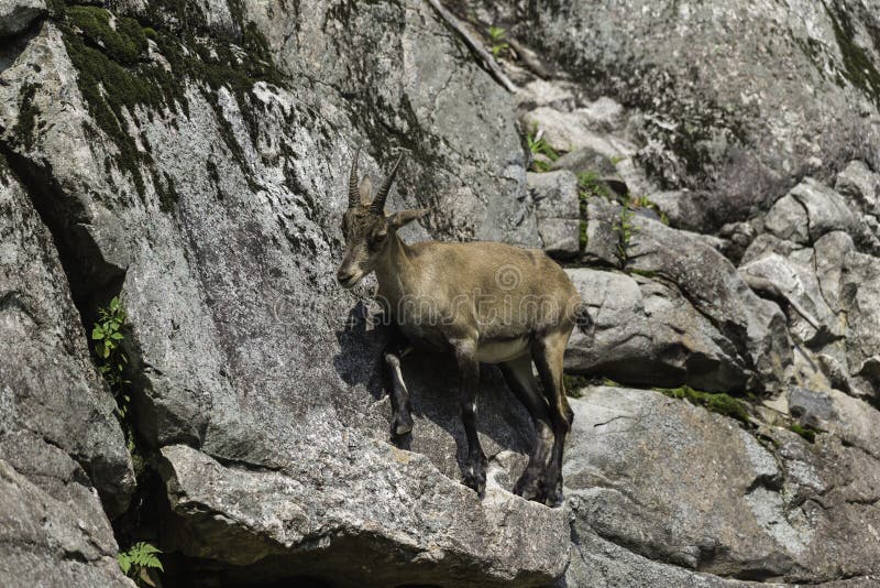A lone Ibex on a cliff stock image. Image of cliff, extreme - 43246219