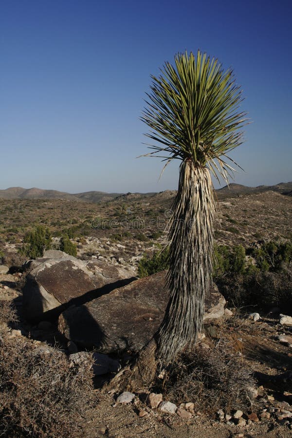 Lone Joshua Tree in Mojave Desert Stock Image - Image of empty, owens ...