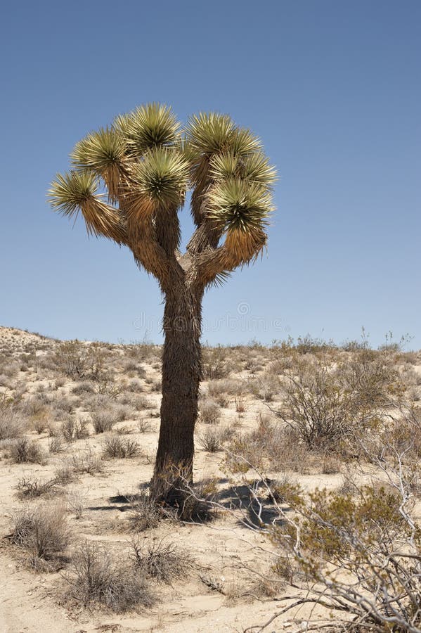 California Native Plants Joshua Tree Stock Photos - Free & Royalty-Free ...
