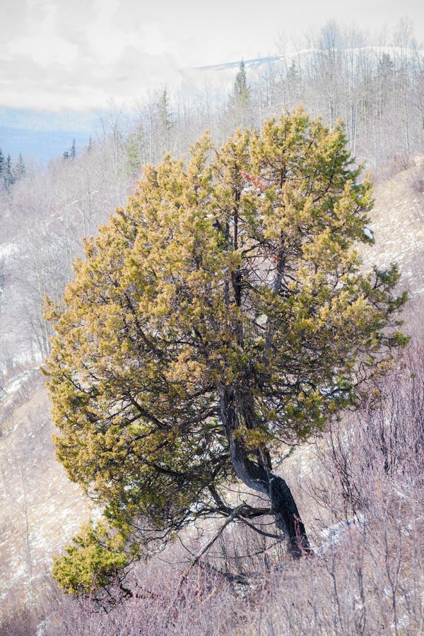 Nice Lonely Juniper Tree Stock Photos - Free & Royalty-Free Stock ...