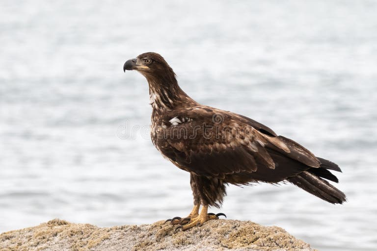 Lone Juvenile Bald Eagle Sitting on a Rock Stock Image - Image of ...