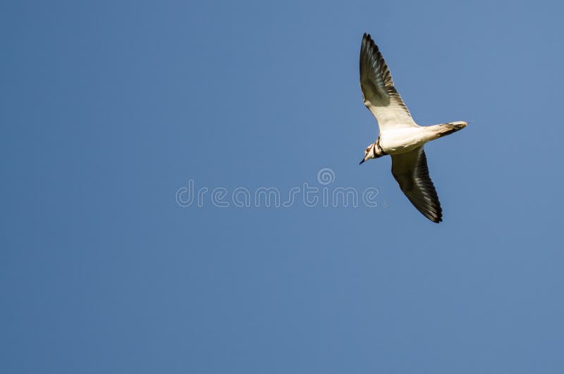 Lone Killdeer Flying in a Blue Sky Stock Image - Image of bird ...