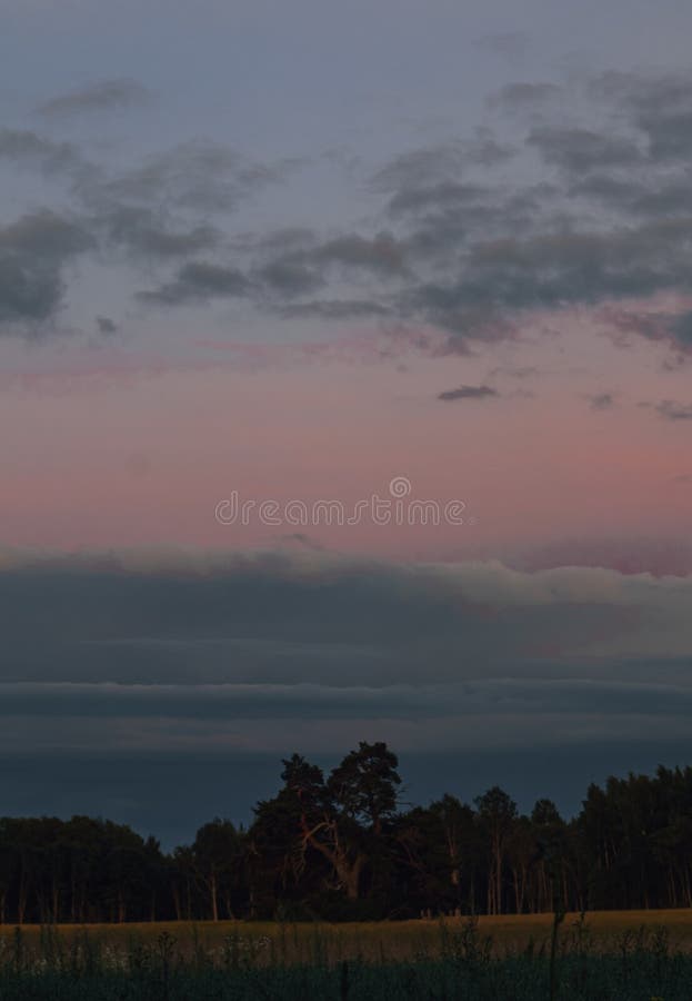 A Lone Large Pine Tree Hangs Out in the Middle of a Field Stock Photo ...