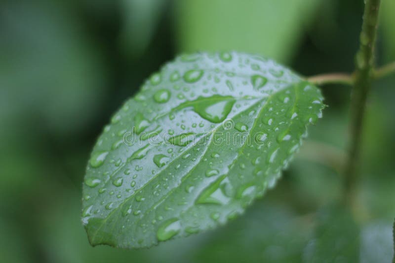 150 Collecting Raindrops Stock Photos - Free & Royalty-Free Stock ...