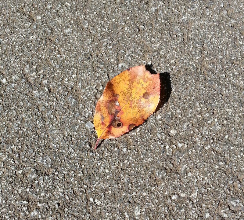 Lone leaf stock image. Image of lonely, autumn, little - 46560955