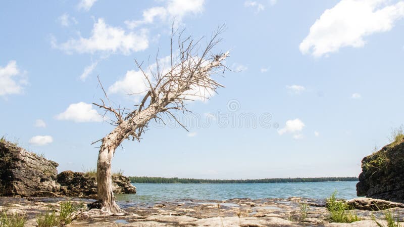 Lone Leafless Tree Near the Seashore Stock Photo - Image of trees ...