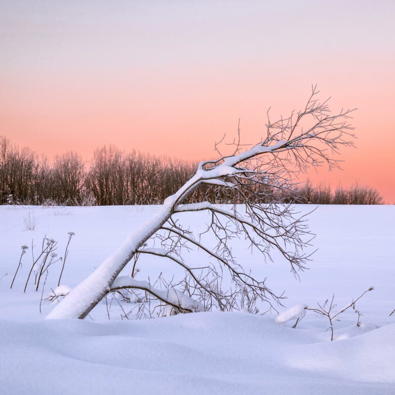 A Lone Leaning Tree in the Snow Against a Pink Sunset Stock Image ...