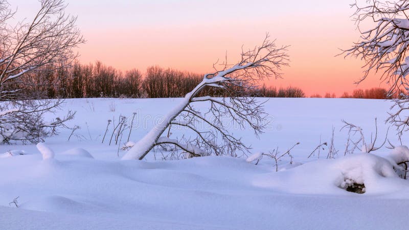 A Lone Leaning Tree in the Snow Against a Pink Sunset Stock Image ...