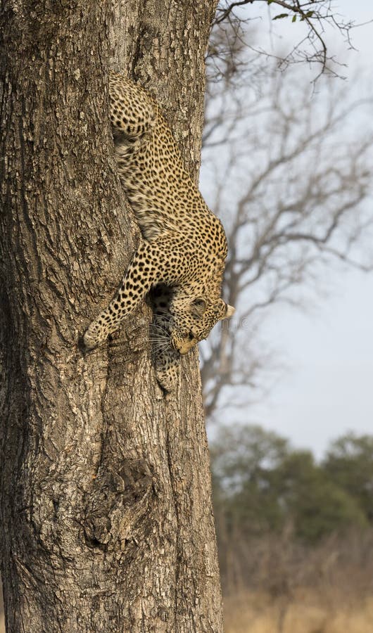 Lone Leopard Climbing Fast Down a High Tree Trunk in Nature during ...