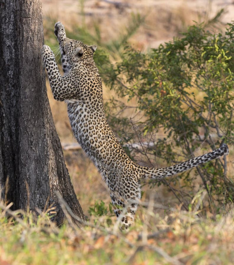 Lone Leopard Climbing Fast Up a High Tree in Nature during Daytime ...