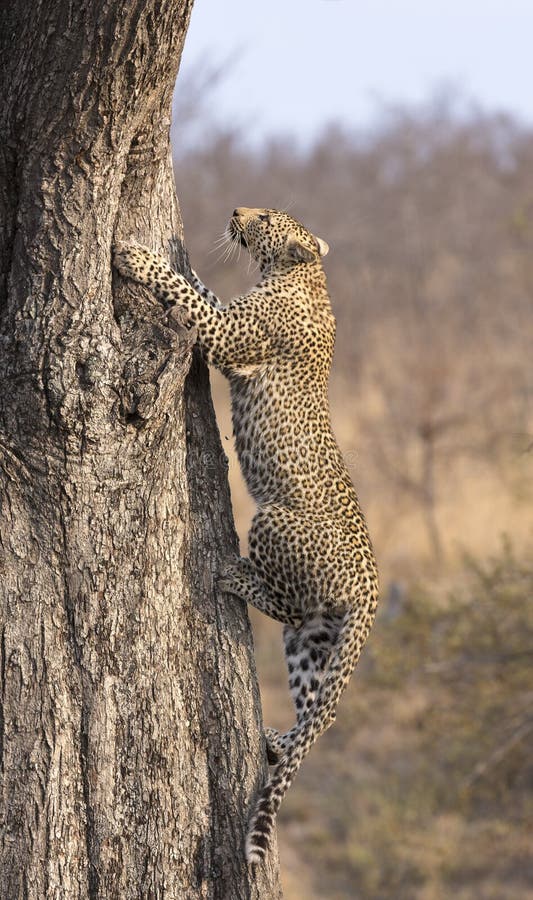 Leopard Cub Climbing a Tree in Sabi Sands Safari Park, Kruger, South ...