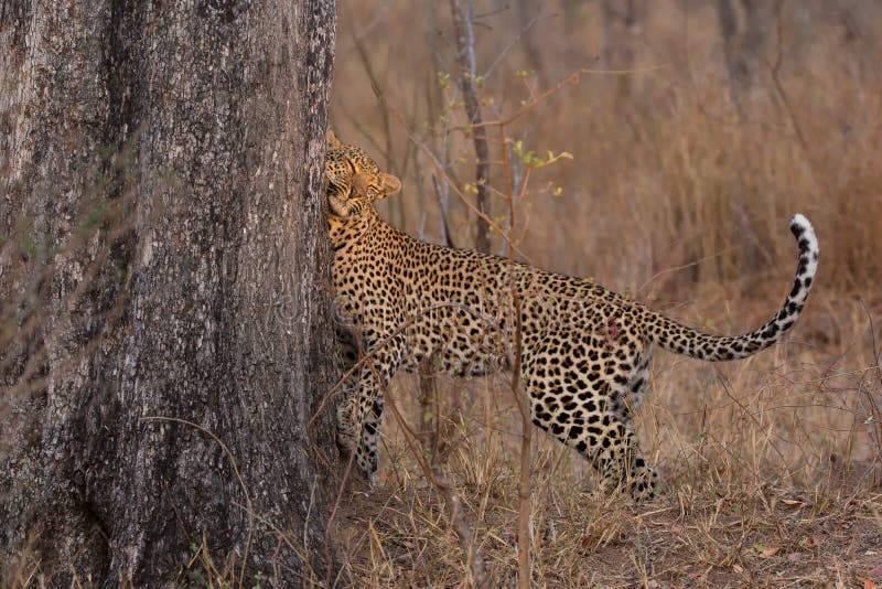 Lone Leopard Marking His Territory Tree To Keep Others Out Stock Photos ...