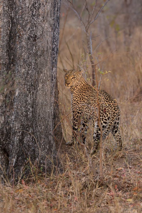 Lone Leopard Marking His Territory on Tree To Keep Others Out Stock ...