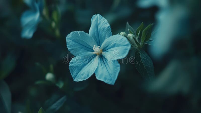 A Lone Light Blue Flower Opens Up between Green Leaves Stock Photo ...