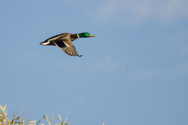 Lone Mallard Duck Flying in a Blue Sky Stock Image - Image of duck ...