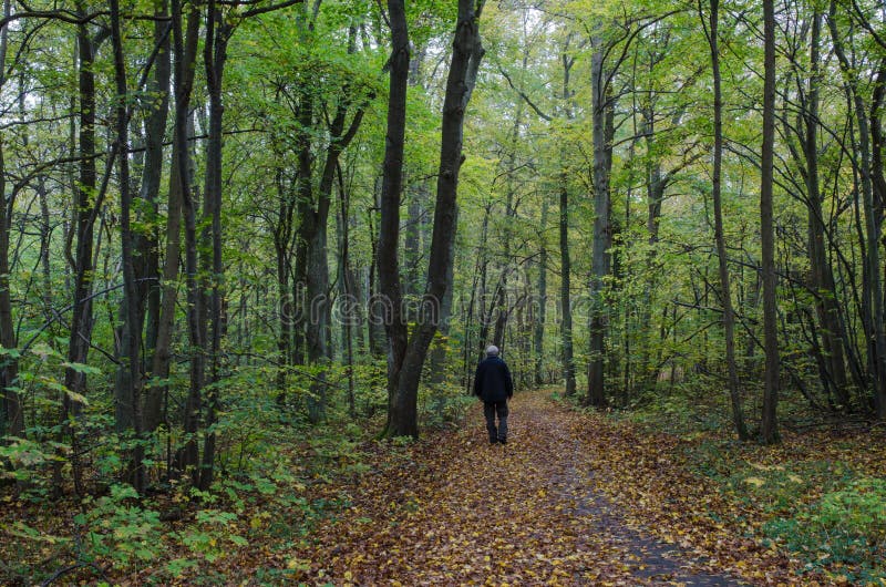 Lone man at autumn walk stock image. Image of alone, foliage - 45723429