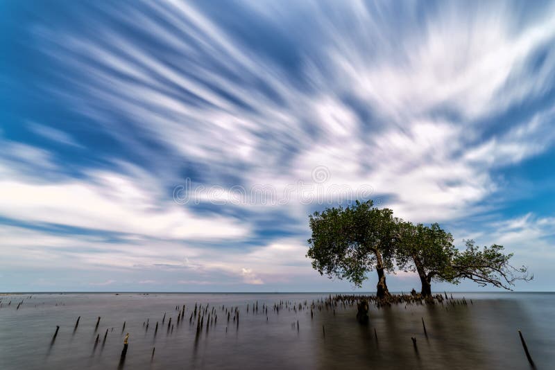 Lone Mangrove Trees on Vast Ocean Over Long Exposure Sky Stock Image ...
