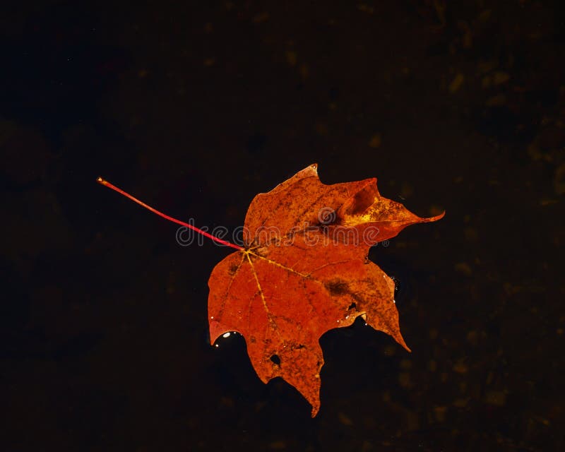 Lone Maple Leaf at Algonquin Provincial Park, on, Canada Stock Photo ...