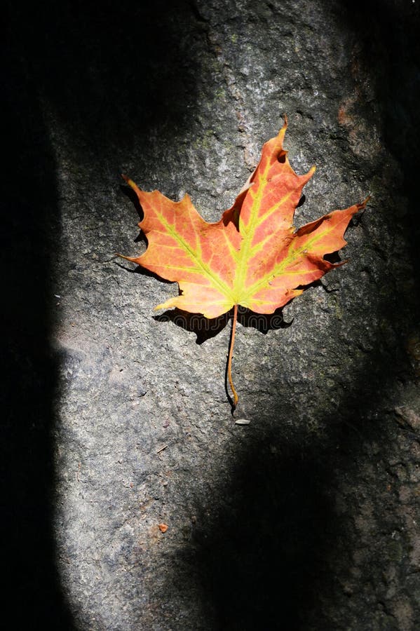Lone Maple leaf in shadow stock image. Image of indian - 26368787