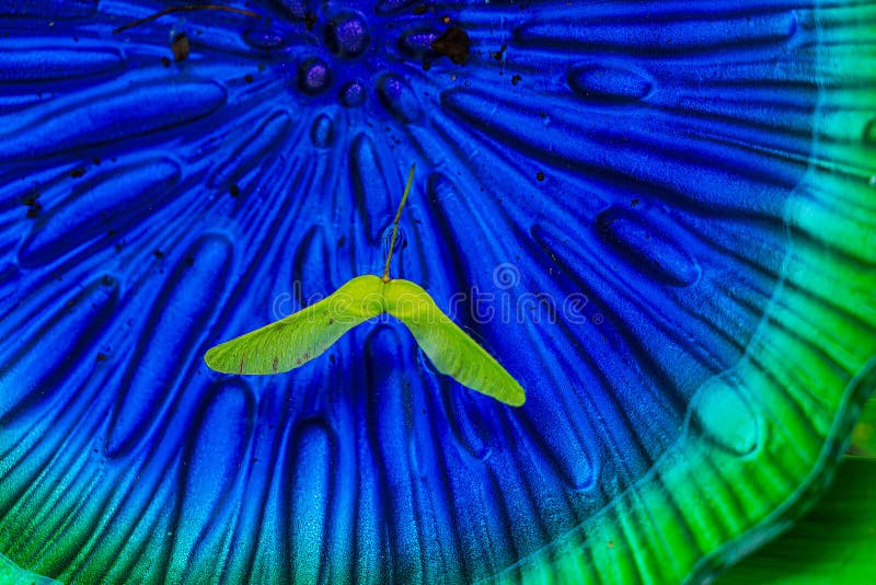 Floating Maple Seed stock image. Image of growth, bath - 110308535