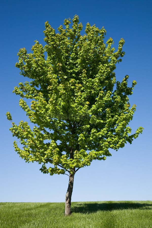 Lone Maple Tree stock photo. Image of leaves, maple, hill - 14058248