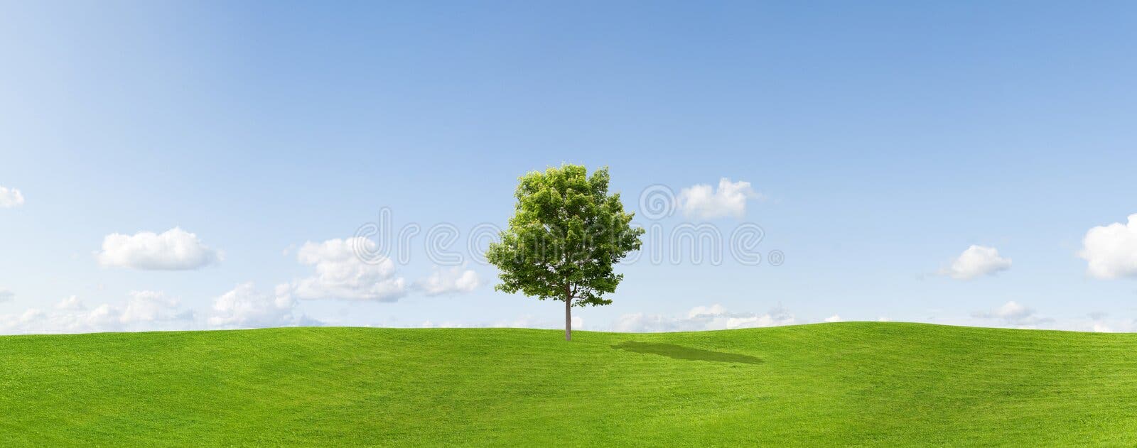 Maple tree stock photo. Image of leaf, botanic, background - 9162914