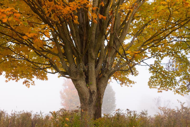 Autumn in New England stock image. Image of morning, beauty - 6702981