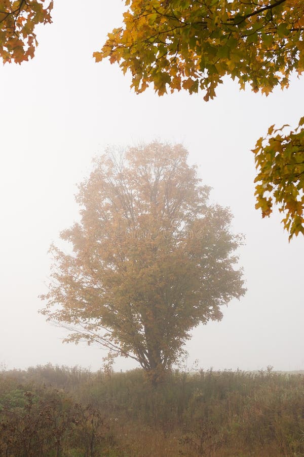 Lone Maple Tree during Fall Foliage, Stowe Vermont, USA Stock Image ...