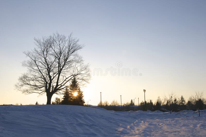 The Lone Maple Tree on a Winter Sunset Stock Photo - Image of canada ...