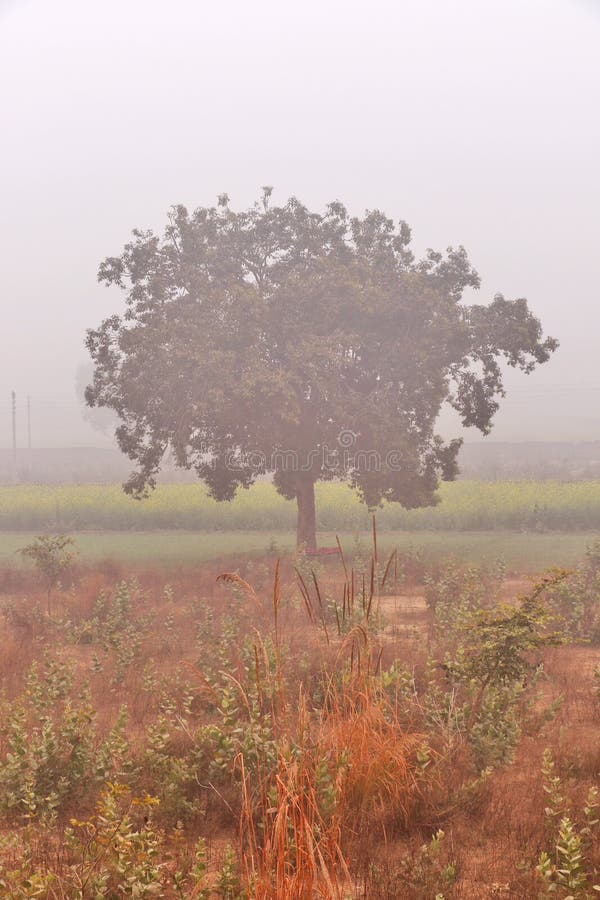 Lone misty forest stock photo. Image of blossoming, natural - 207069714
