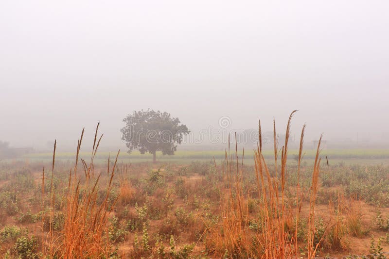 Lone misty forest stock photo. Image of blossom, garden - 207069780